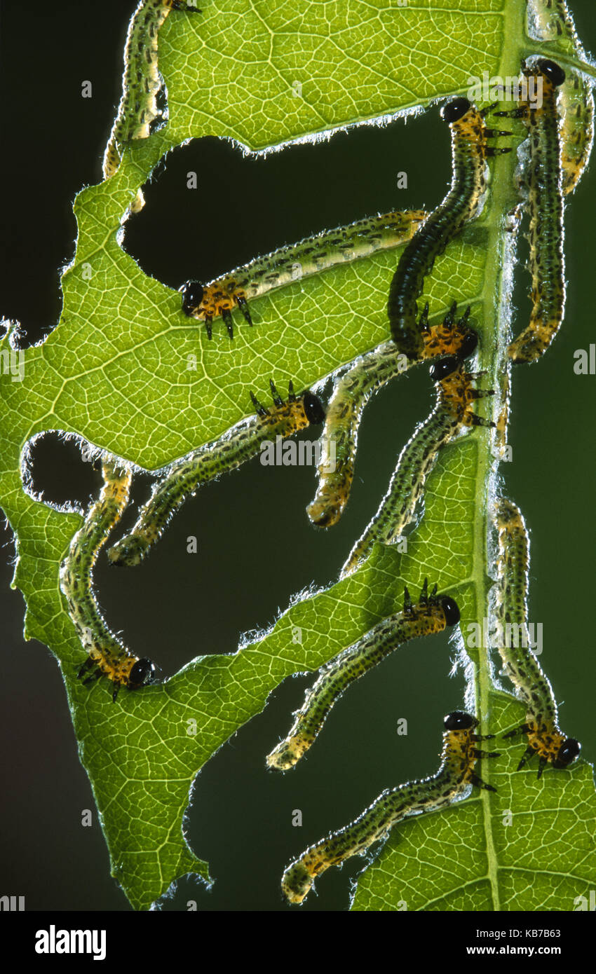 Sawfly (Allantus scrophulariae) larvae feeding on a leaf, Belgium Stock ...