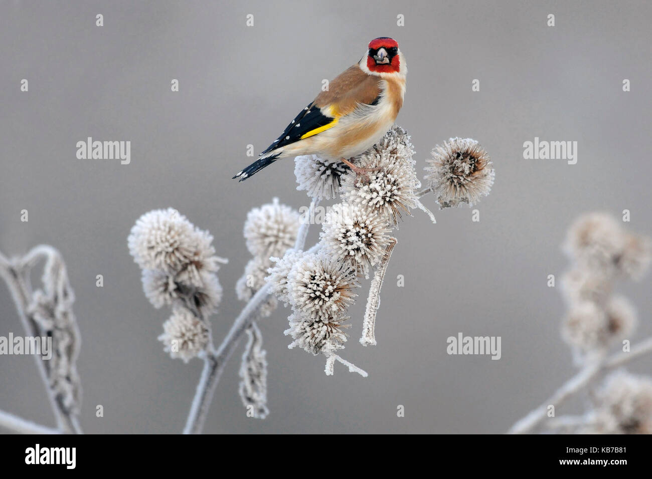 European Goldfinch (Carduelis carduelis) foraging on the seeds of a ...