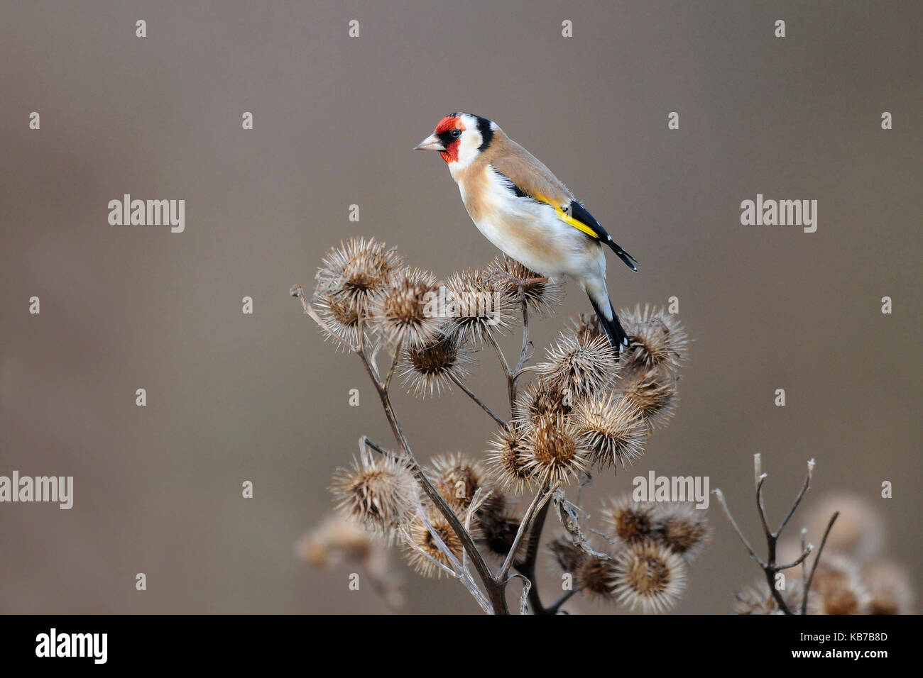 European Goldfinch (Carduelis carduelis) foraging on the seeds of a ...