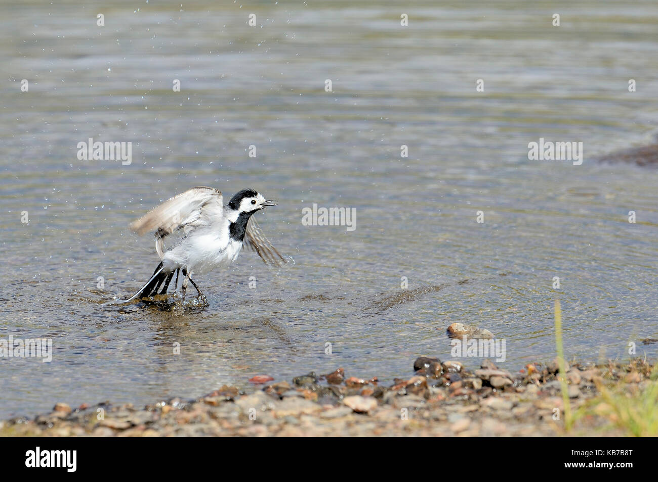 Pied Wagtail (Motacilla alba) is flying up from the lake after taking a ...