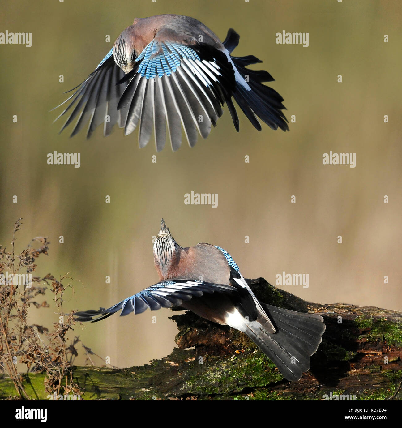 Eurasian Jays (Garrulus glandarius) fighting, The Netherlands Stock ...