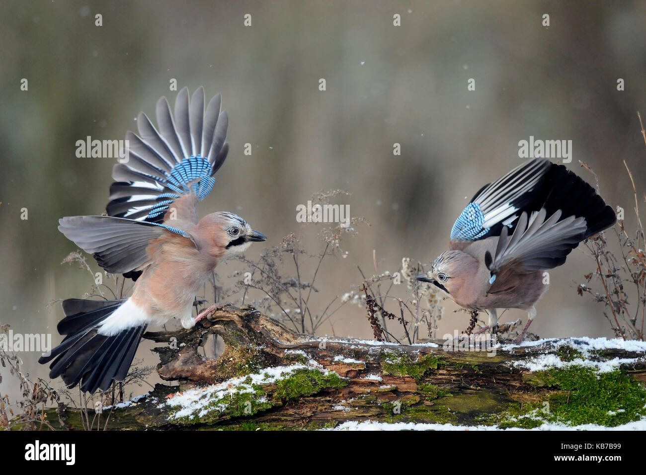 Eurasian Jays (Garrulus glandarius) fighting, The Netherlands Stock ...