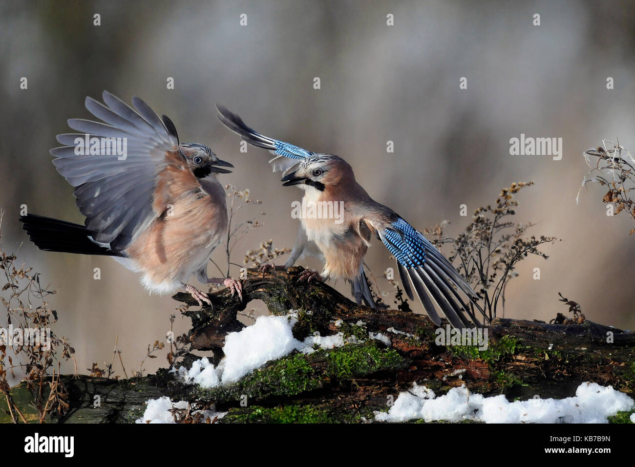 Eurasian Jays (Garrulus glandarius) fighting, The Netherlands Stock ...