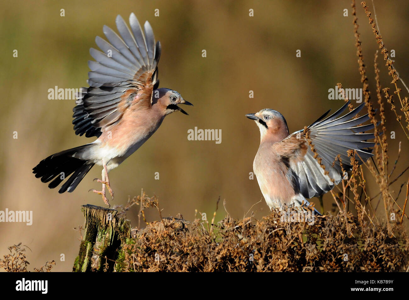 Eurasian Jays (Garrulus glandarius) fighting, The Netherlands Stock ...