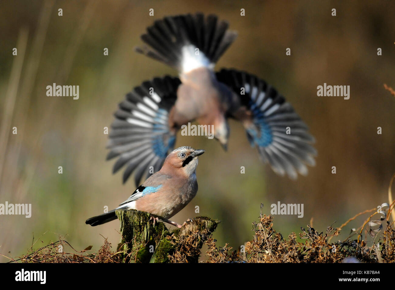 Eurasian Jays (Garrulus glandarius) fighting, The Netherlands Stock ...