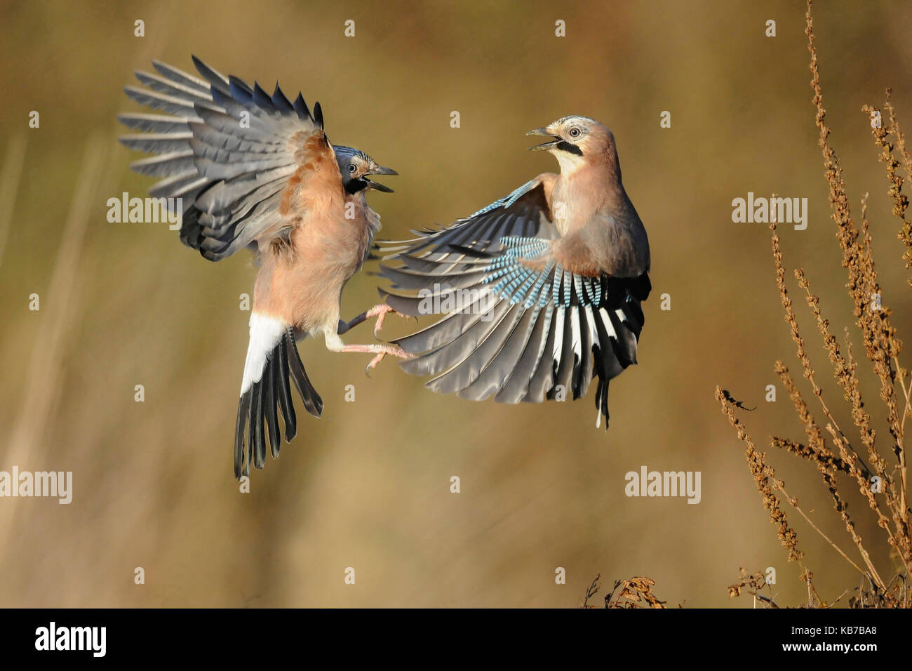 Eurasian Jays (Garrulus glandarius) fighting, The Netherlands Stock ...