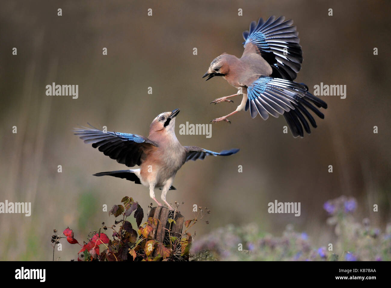 Eurasian Jays (Garrulus glandarius) fighting, The Netherlands Stock ...