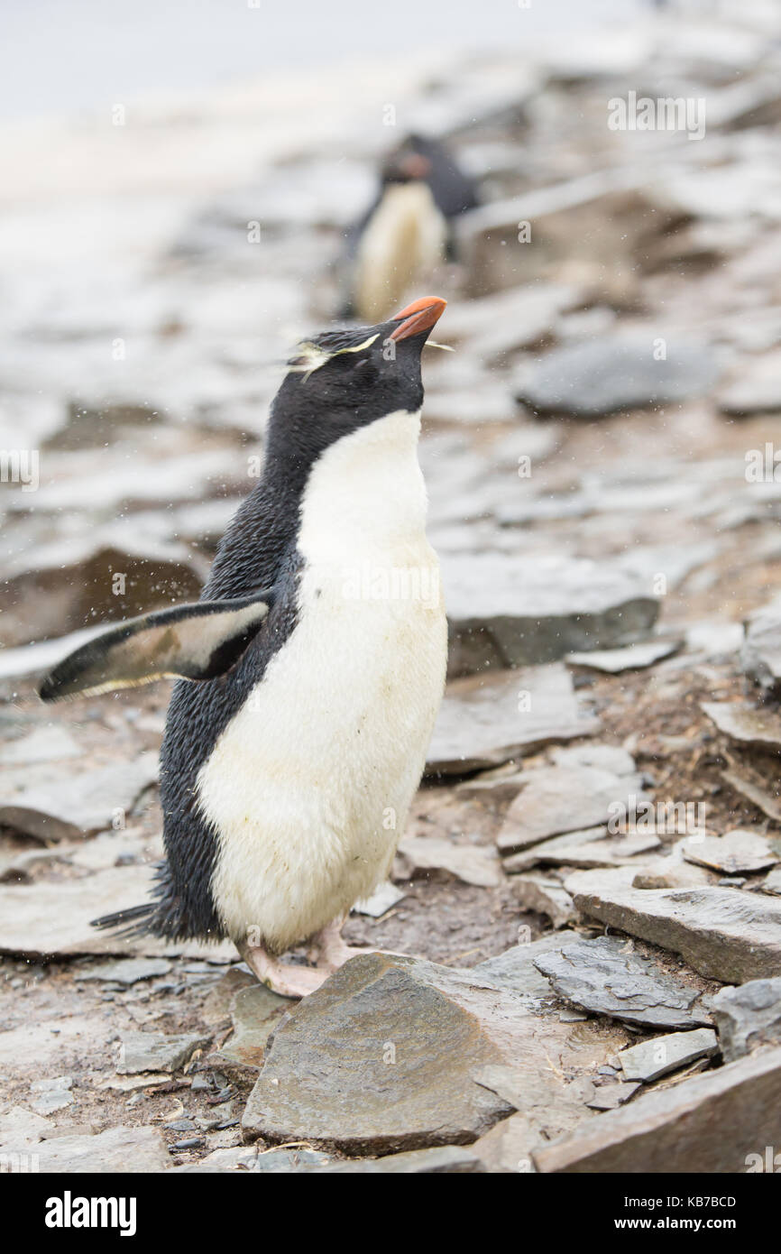 Western rockhopper penguin hi-res stock photography and images - Alamy