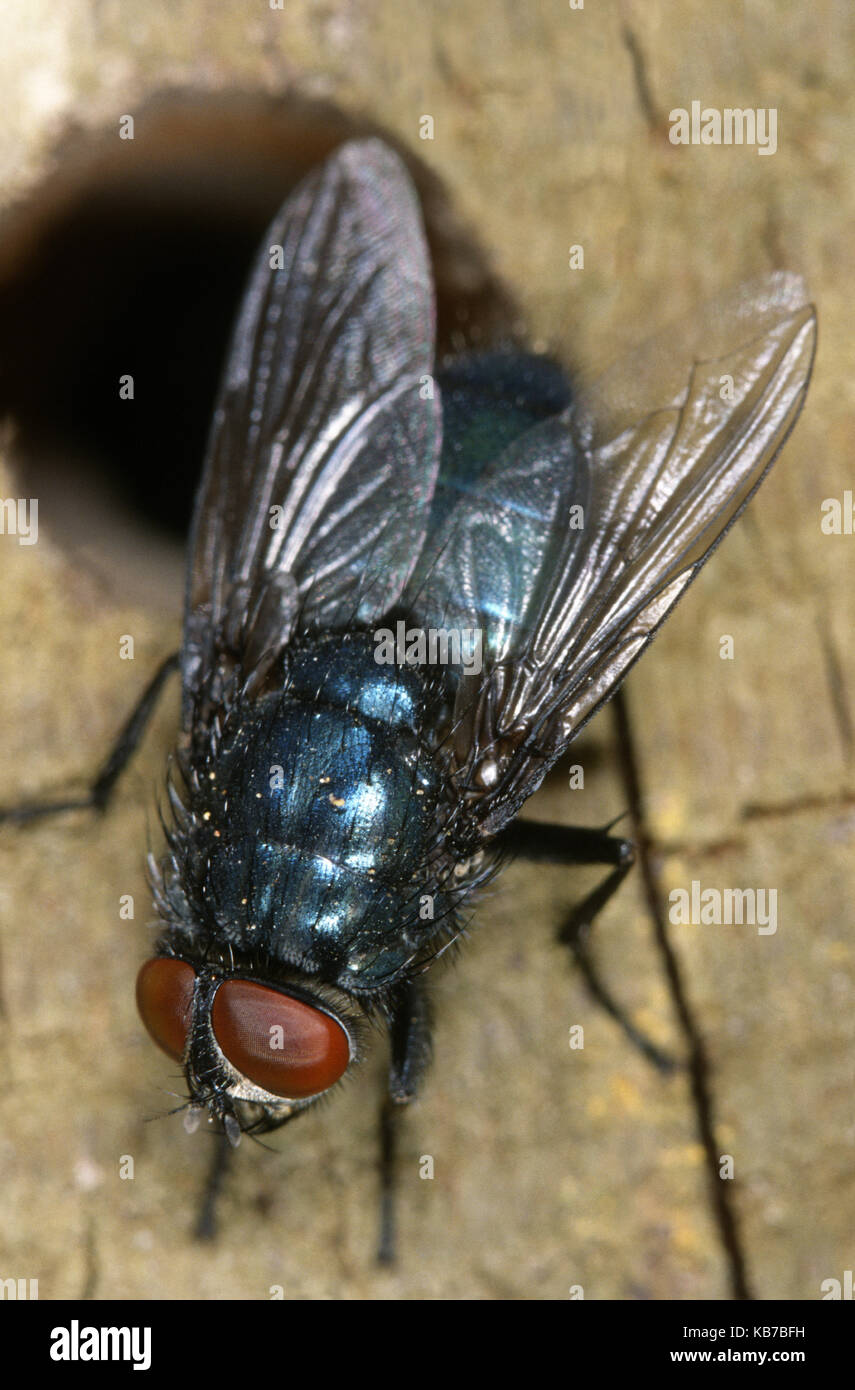 Calliphora vomitoria blue bottle hi-res stock photography and images ...
