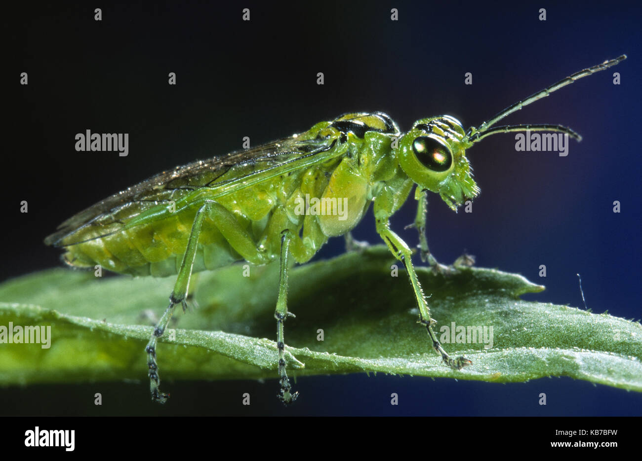 Sawfly (Rhogogaster viridis) on top of a leaf, Belgium Stock Photo - Alamy