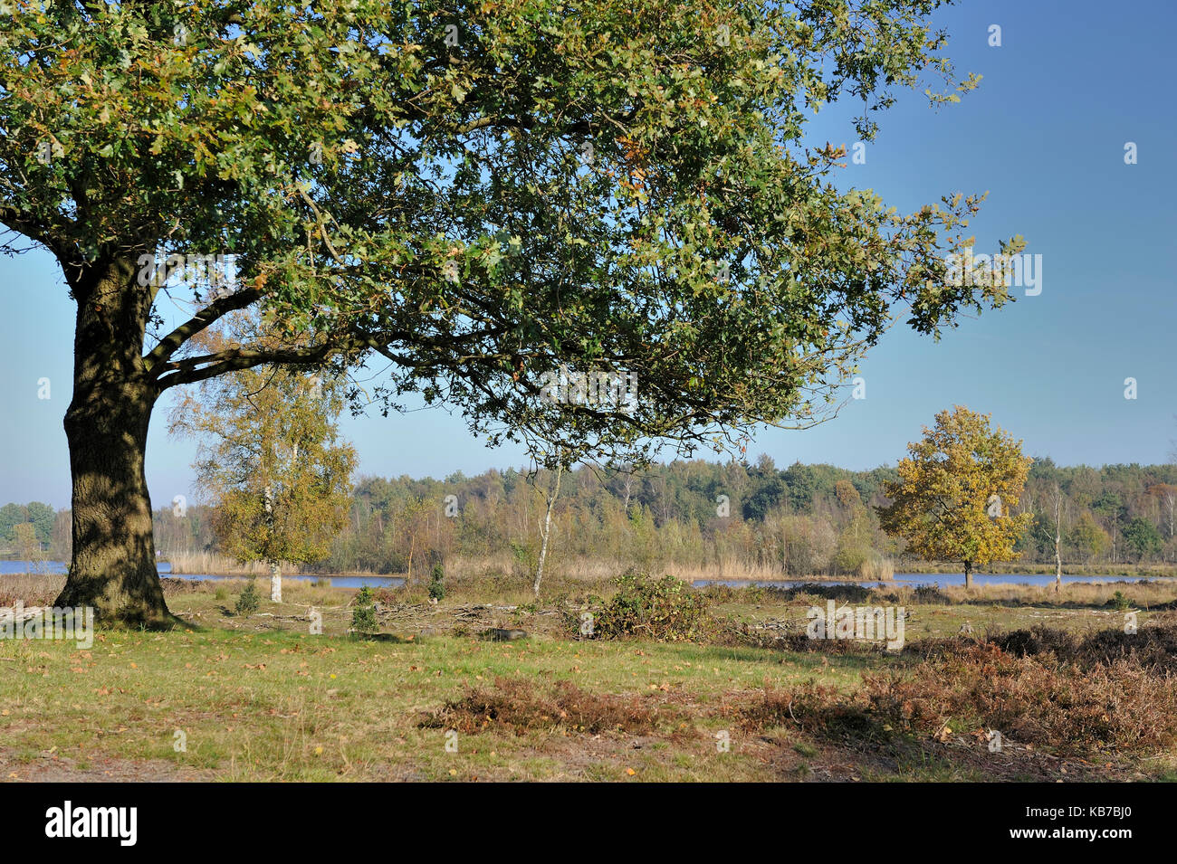 Meeuwenveen is a heritage of the ice-age, a pingo with a sandy ridge ...