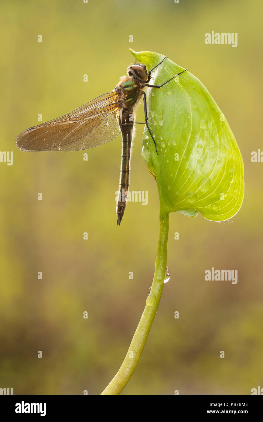 Downy emerald (Cordulia aenea) on Wild Calla (Calla palustris), the ...