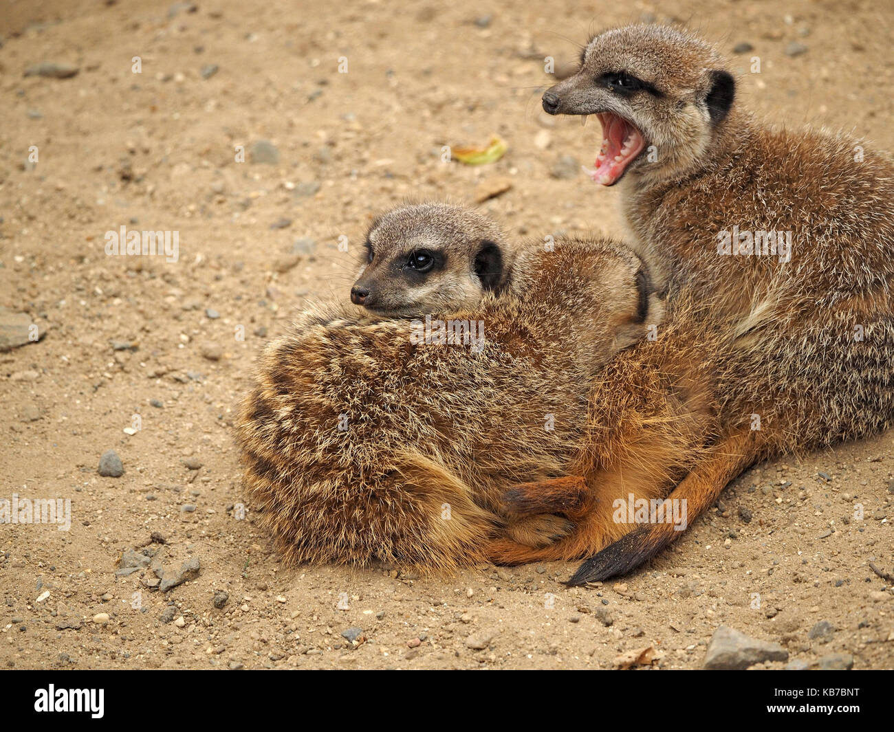 Insectivore teeth hi-res stock photography and images - Alamy