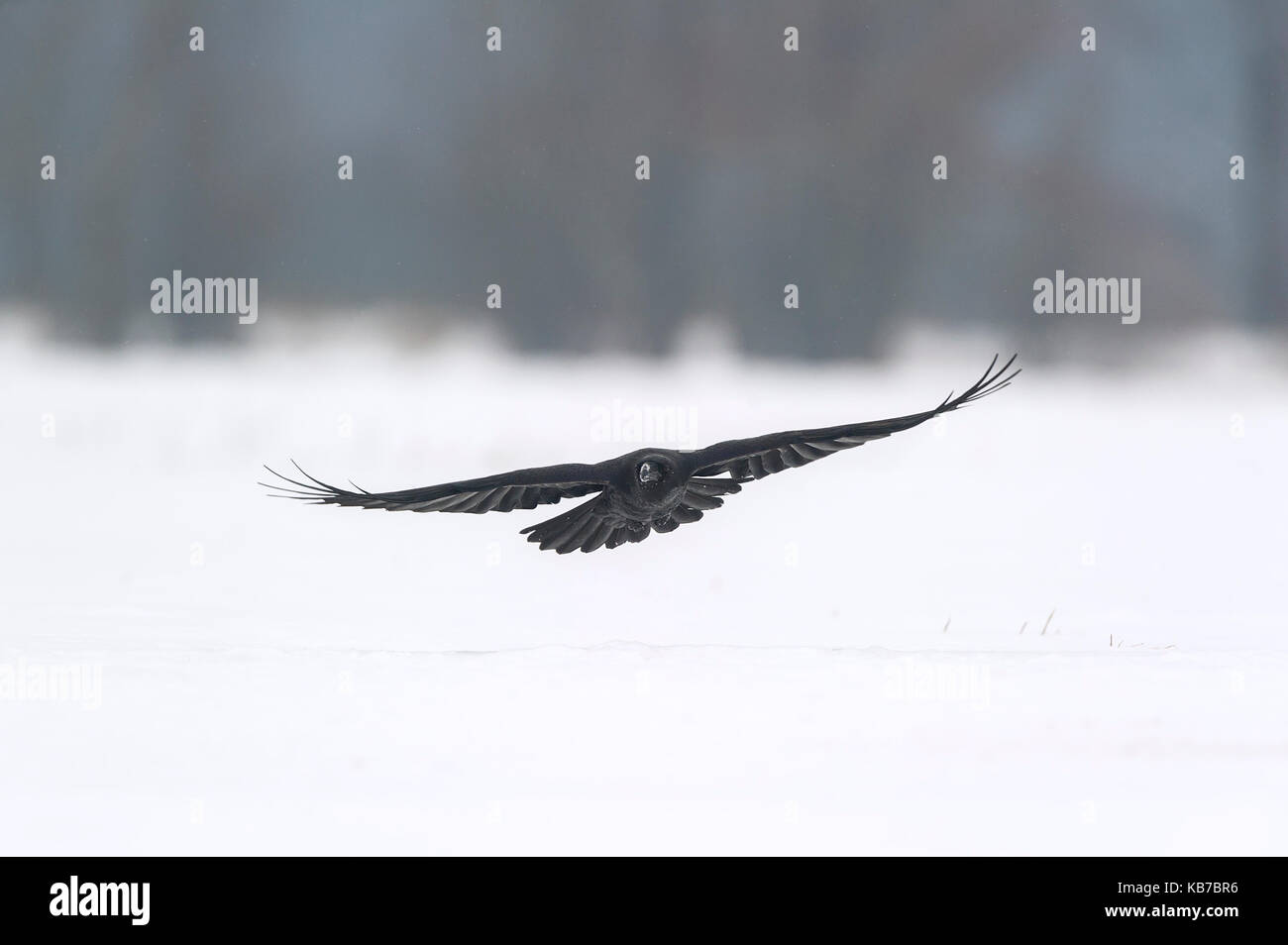 Raven (Corvus corax) in flight front view, Poland Stock Photo - Alamy