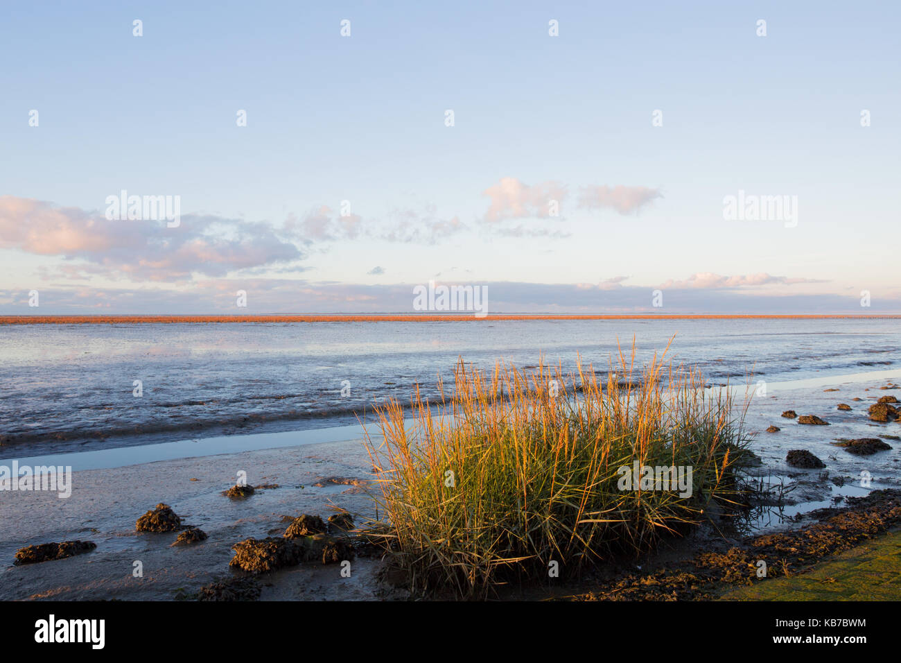 Wadden sea with Common cordgrass (Spartina anglica) at low tide at ...