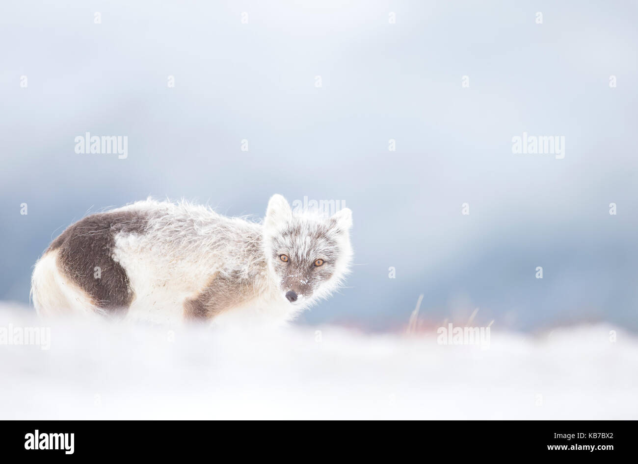Arctic fox (Vulpes lagopus) standing in snow, Norway, Sor-Trondelag ...