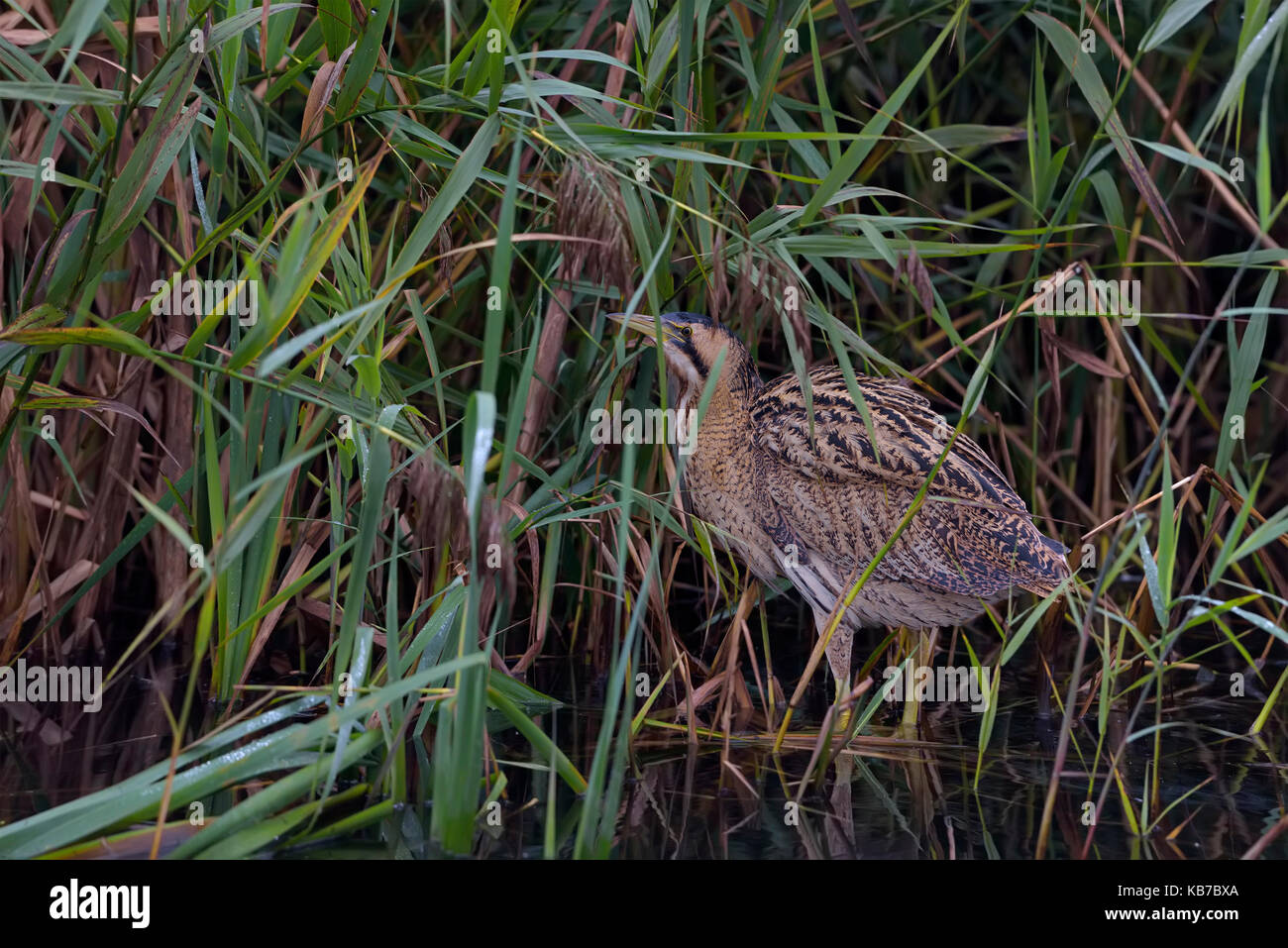 Great Bittern (Botaurus stellaris) hunting in the reed at a pool, The ...