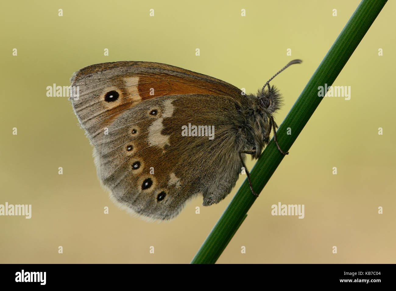Large Heath (Coenonympha tullia ssp. polydama) resting on bracken ...