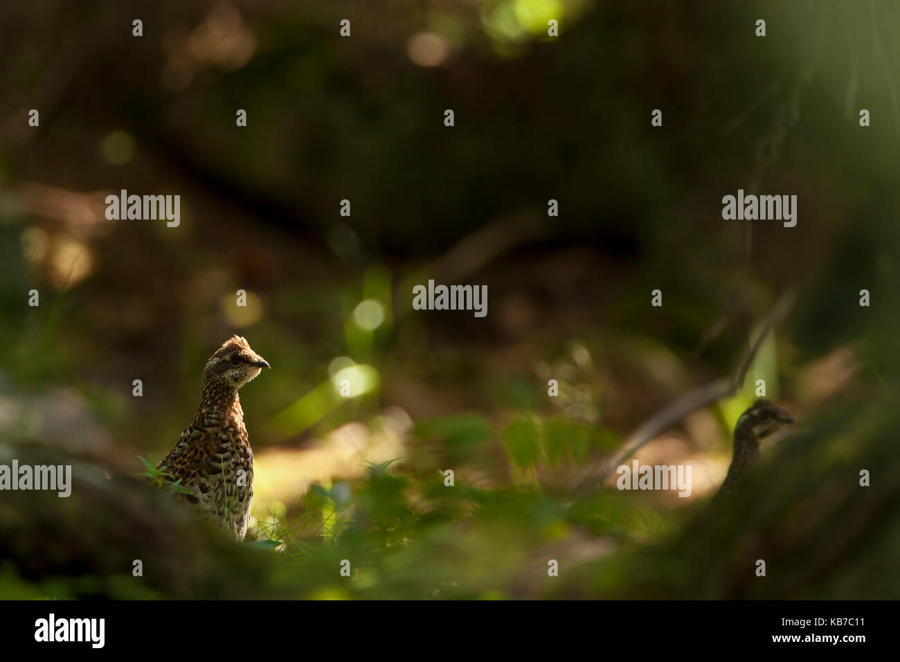 Hazel Hen (Tetrastes bonasia) walking in forest, Norway, Nord Trondelag ...