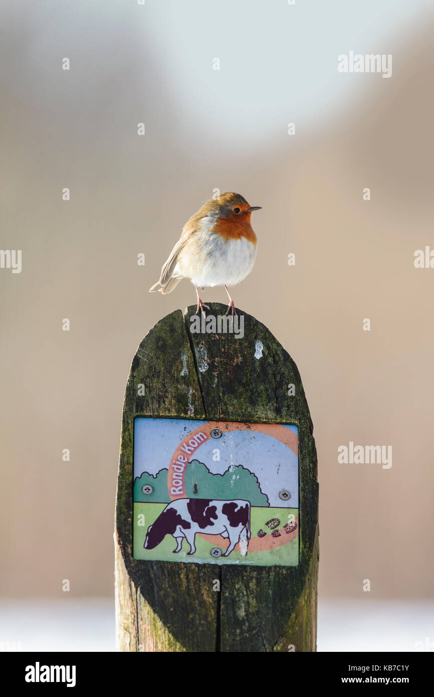 Adult erithacus rubecula full frontal hi-res stock photography and ...