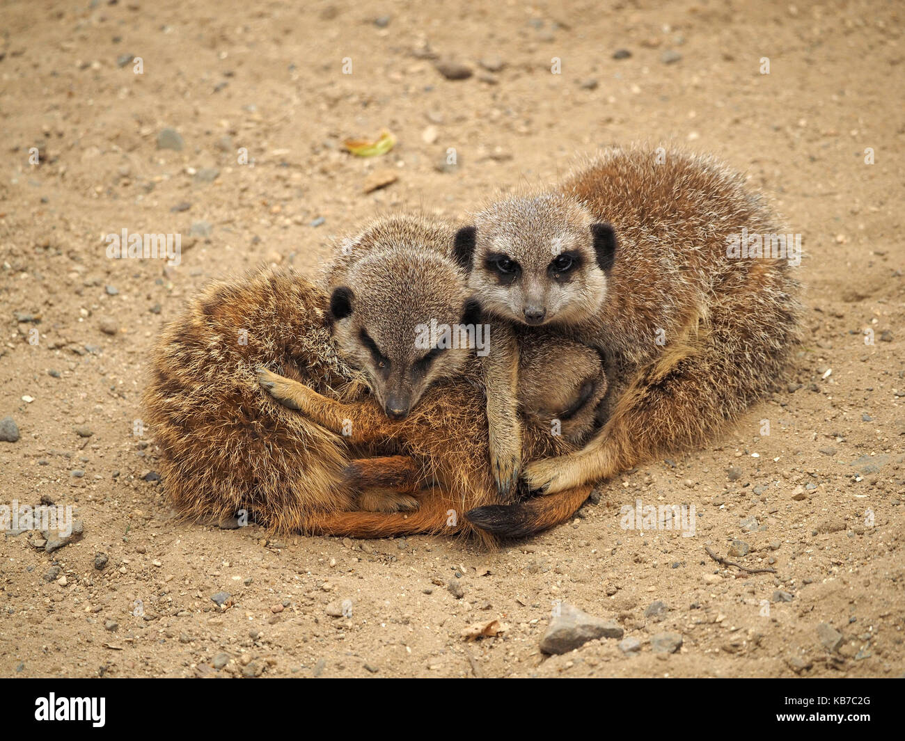 Insectivore teeth hi-res stock photography and images - Alamy