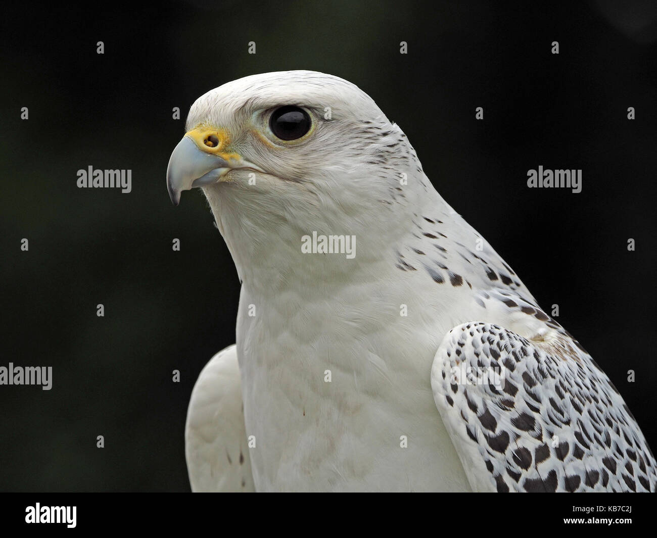 portrait of captive Gyr falcon x Peregrine cross with good feather ...
