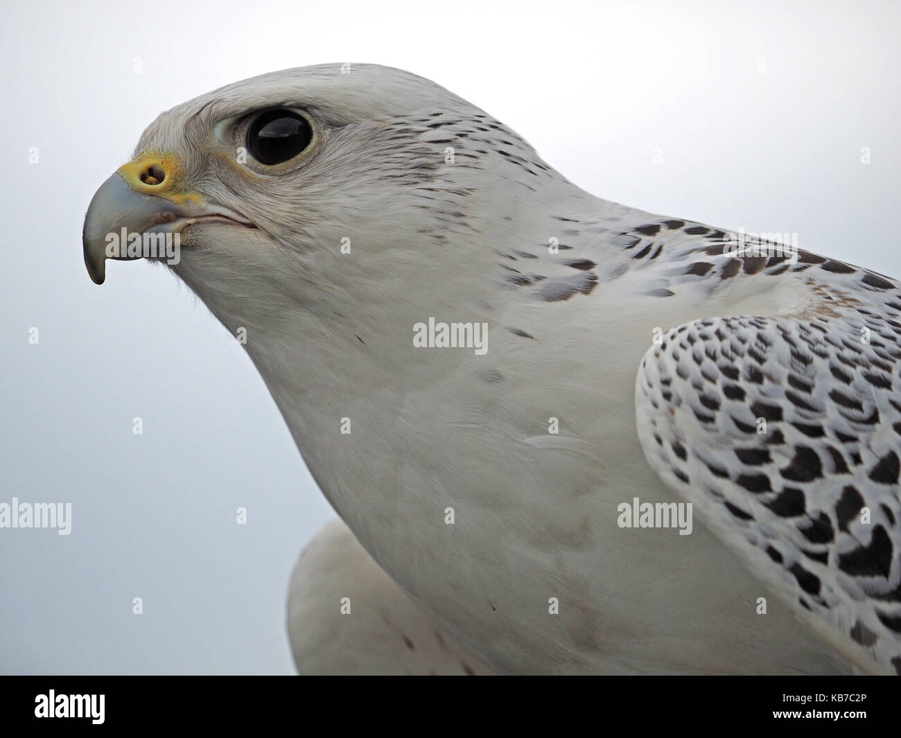 White gyr falcon hi-res stock photography and images - Alamy