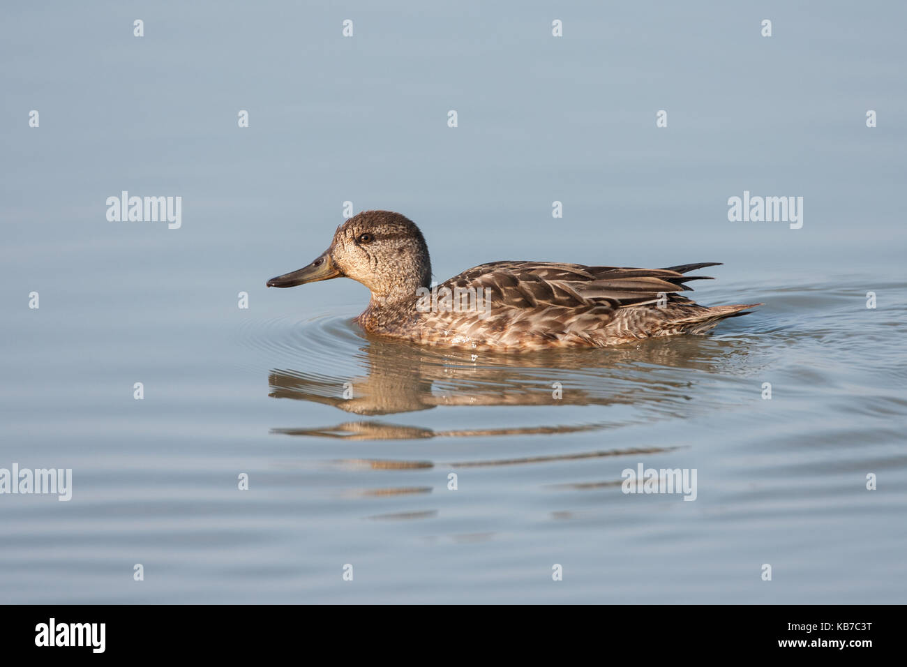 Common Teal (Anas crecca) female swimming, The Netherlands, Flevoland ...
