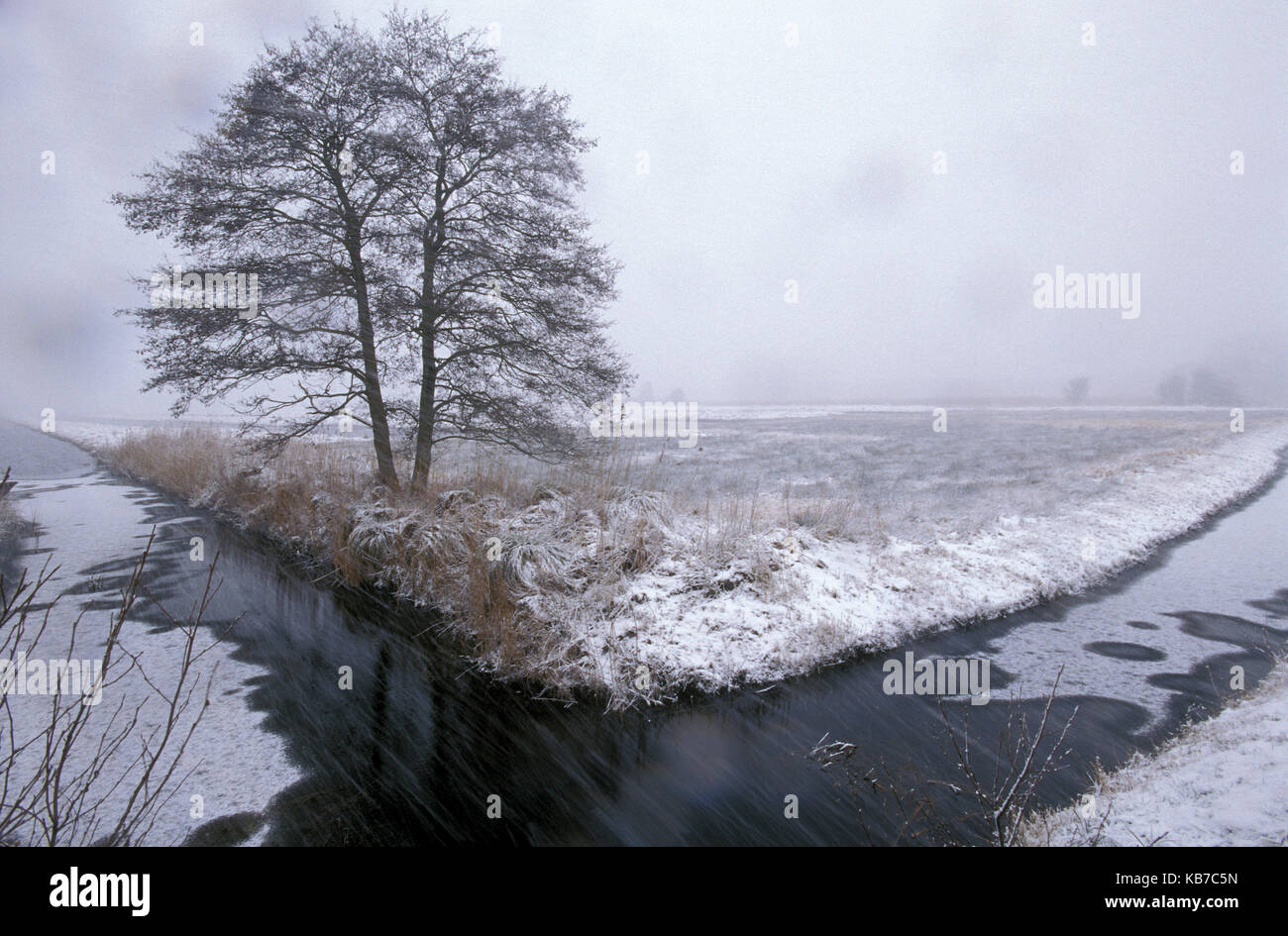 Common Alder (Alnus glutinosa) on marsh during snow storm early winter ...