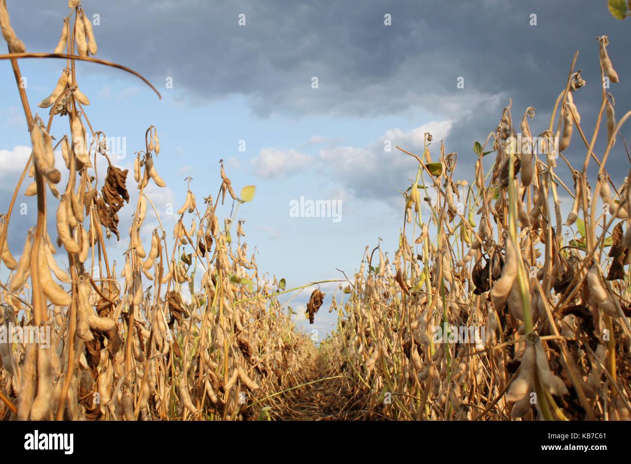 Oil Field Legume Vegetable High Resolution Stock Photography and Images ...