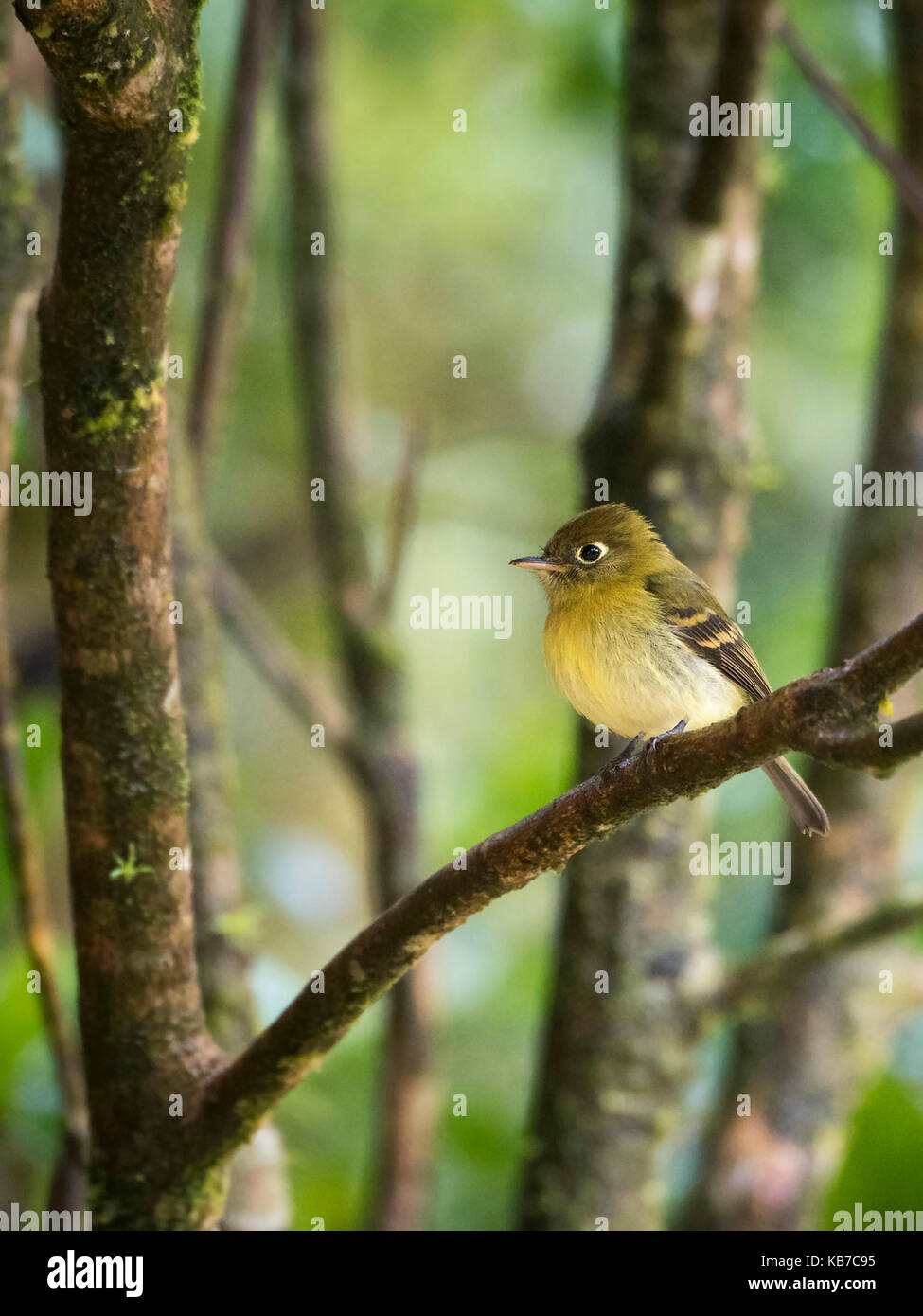 Yellowish Flycatcher (Empidonax flavescens) hunting from open perch in ...