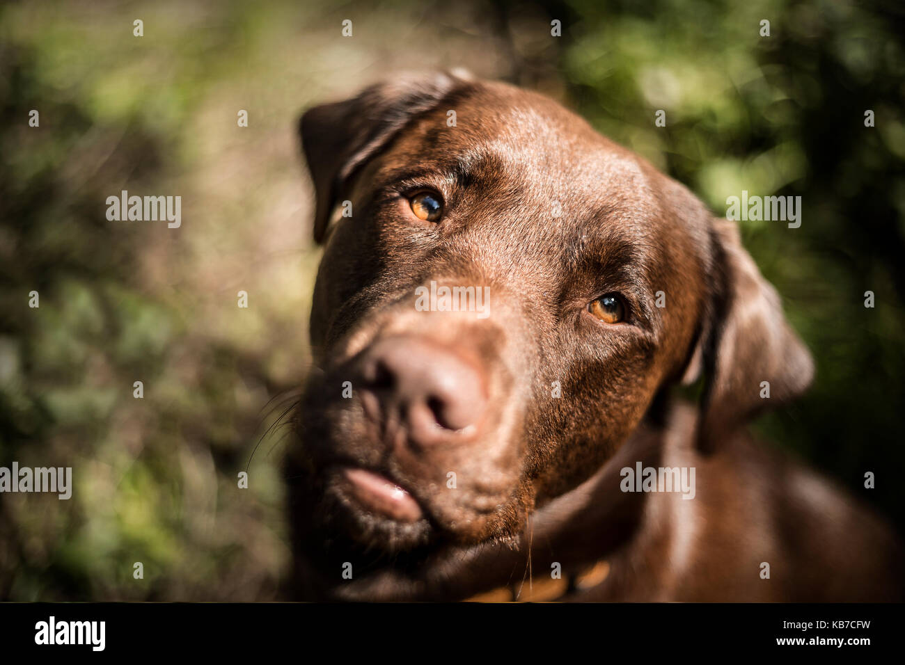Portrait of a brown Labrador dog outside in autumal forest Stock Photo ...