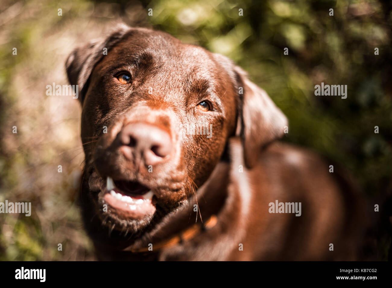 Portrait of a brown Labrador dog outside in autumal forest Stock Photo ...