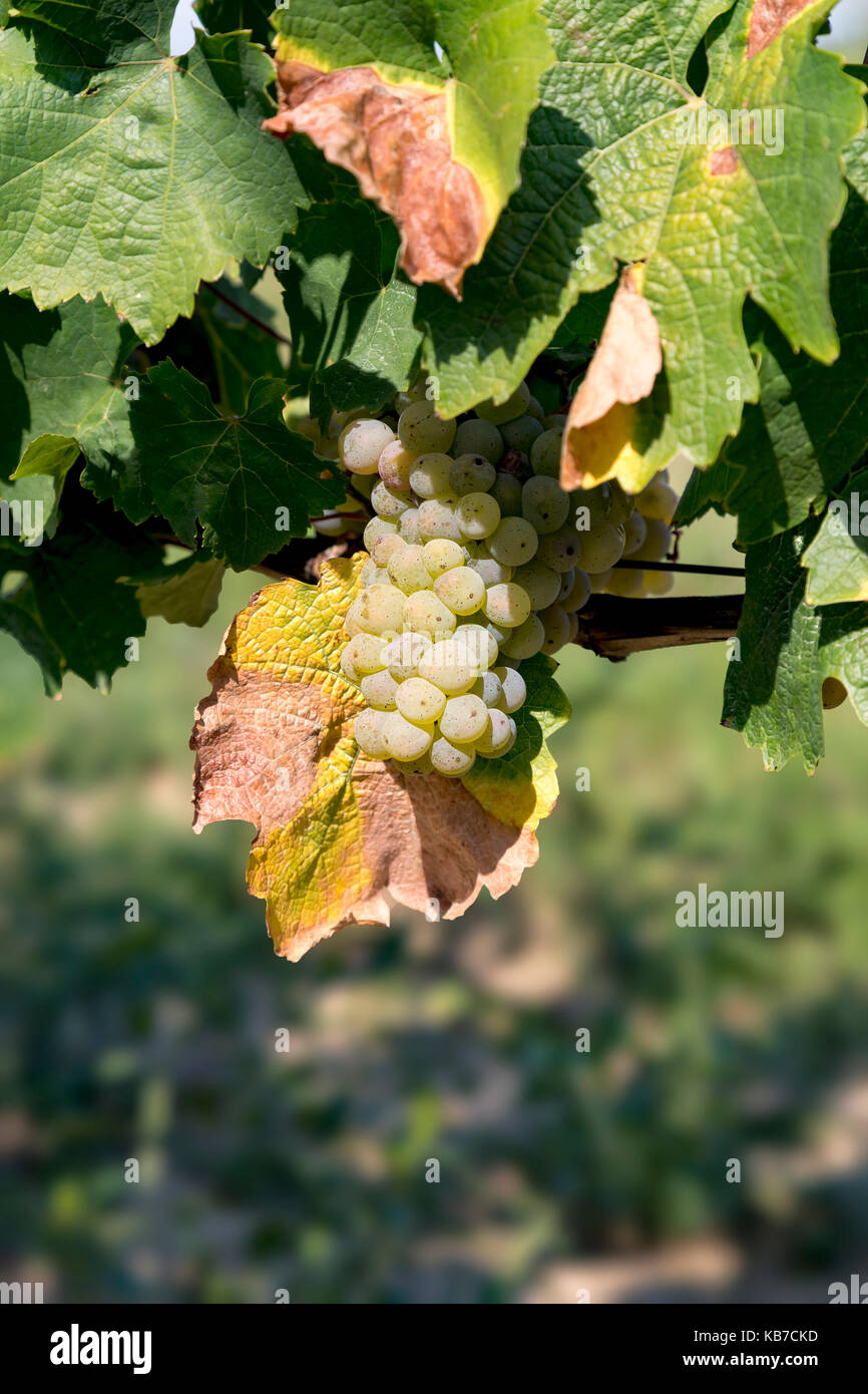 Close up of white grape fruit (welschriesling Stock Photo - Alamy