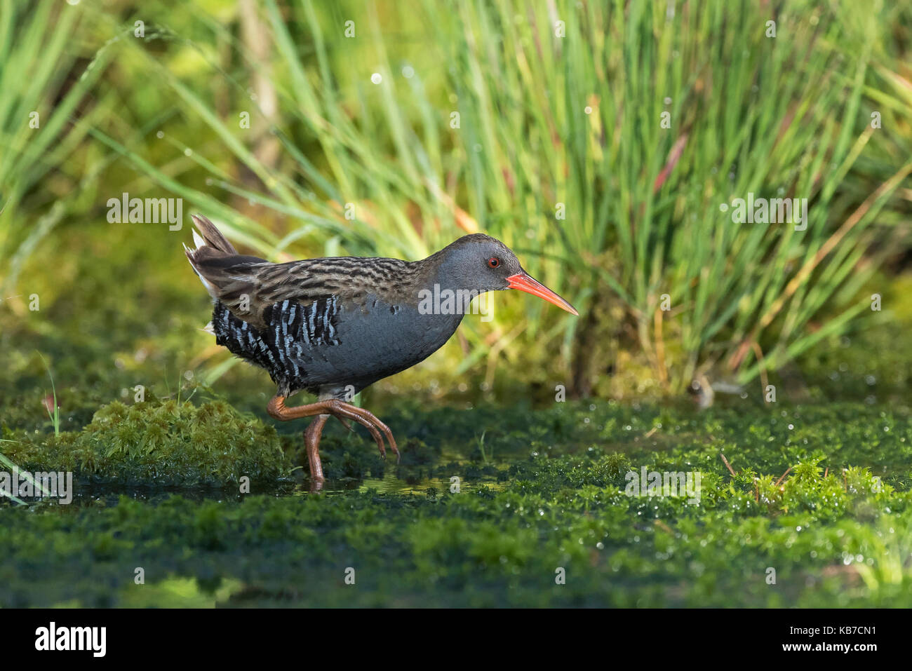 Sluipen hi-res stock photography and images - Alamy