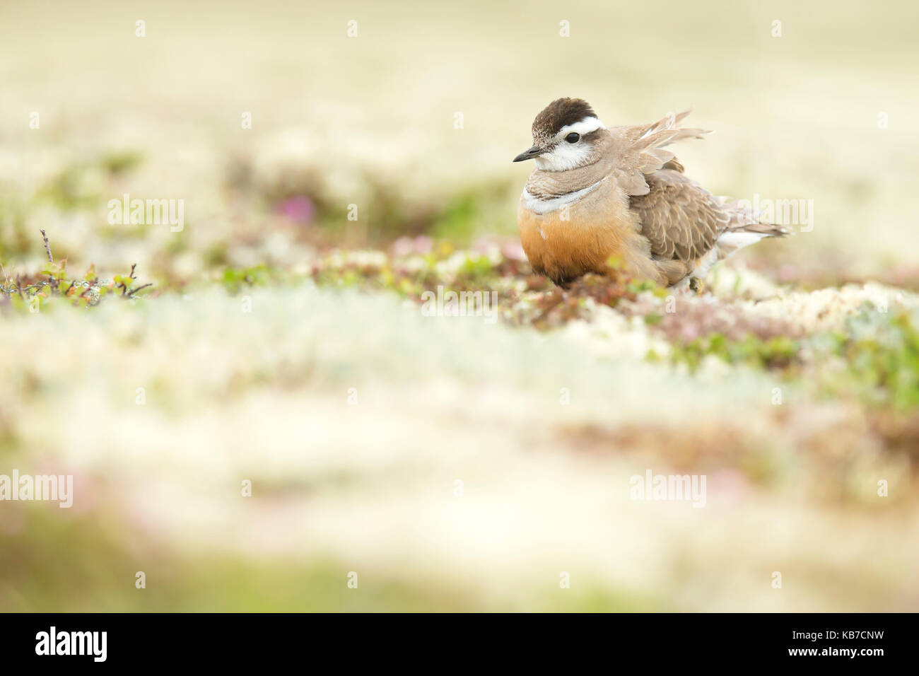 Female dotterel in summer plumage hi-res stock photography and images ...