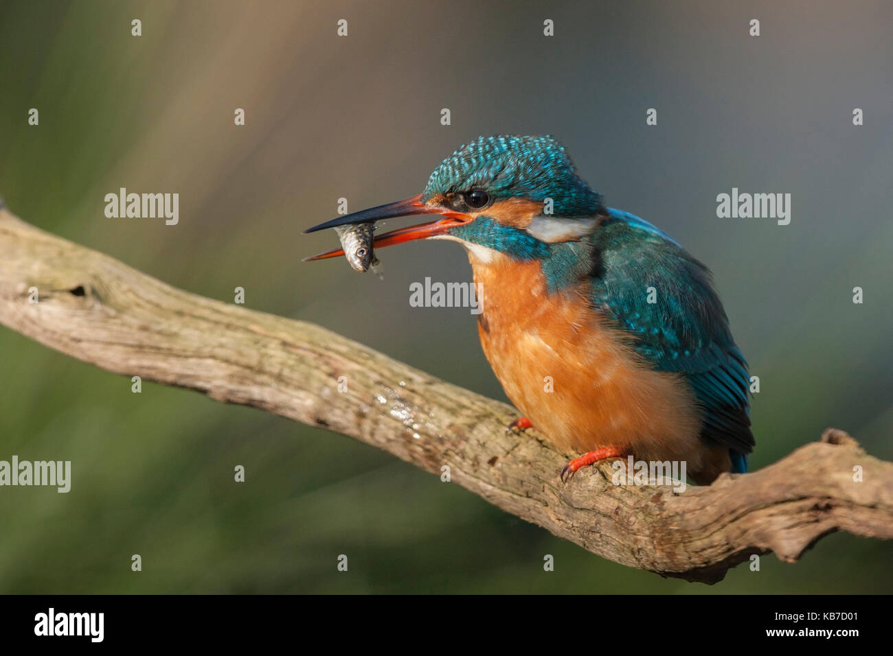 Common Kingfisher (Alcedo atthis) eating a Three-spined Stickleback ...
