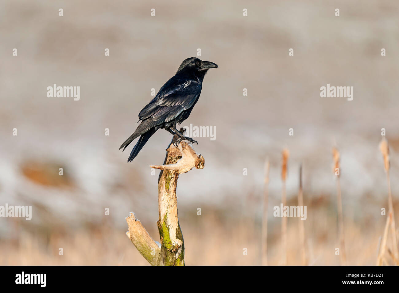 Raven sitting on dead branch hi-res stock photography and images - Alamy