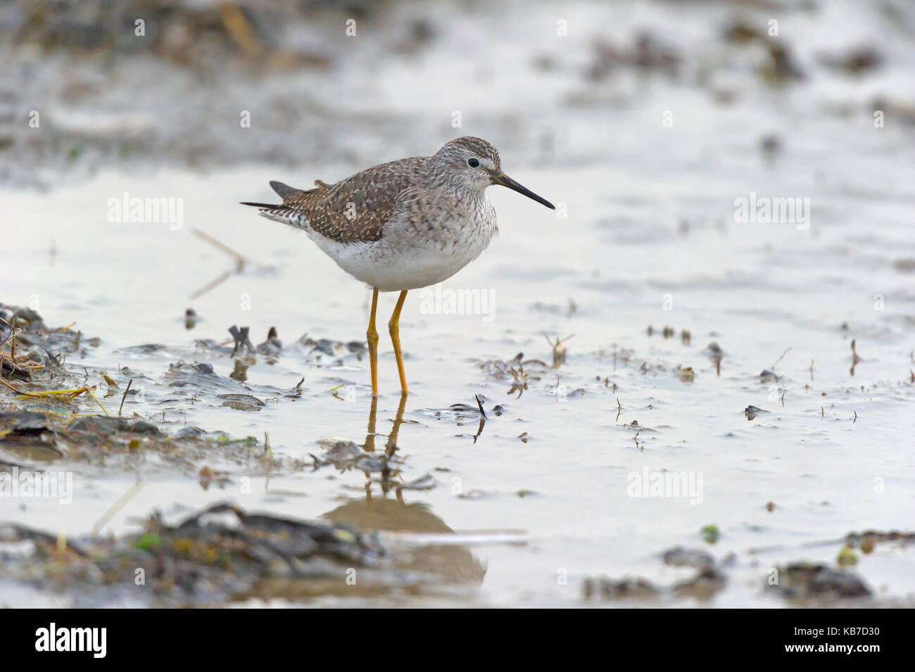 Lesser Yellowlegs (Tringa flavipes) is a rare winter guest in the ...