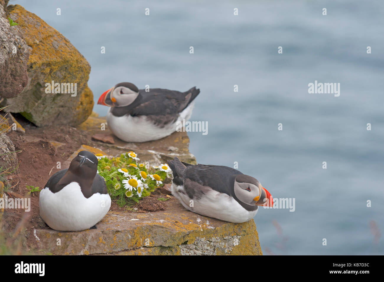Puffin (Fratercula arctica) and Razorbill (Alca torda) together on a ...
