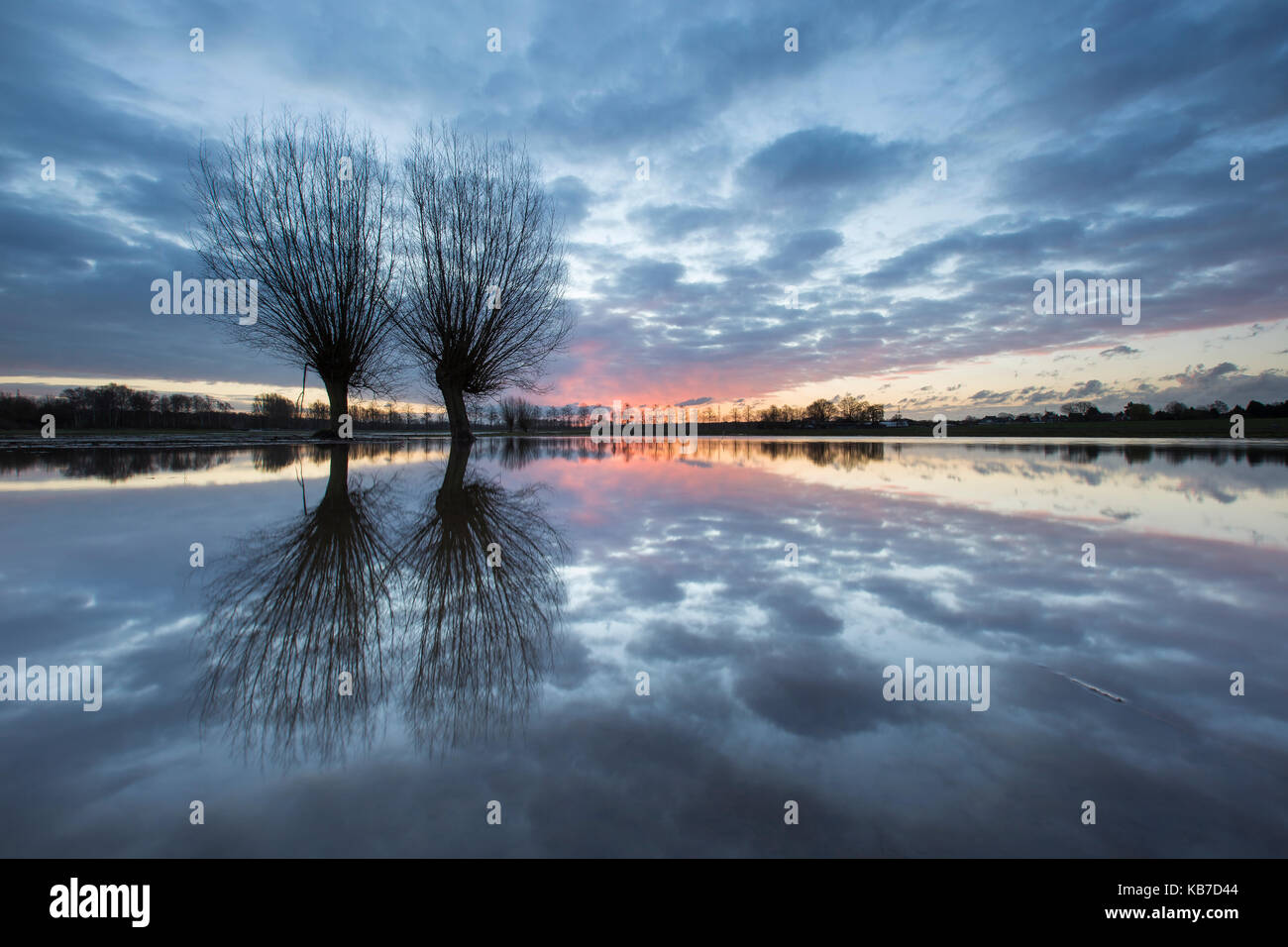 Two Willows (Salix) standing in the water at sunset, The Netherlands ...