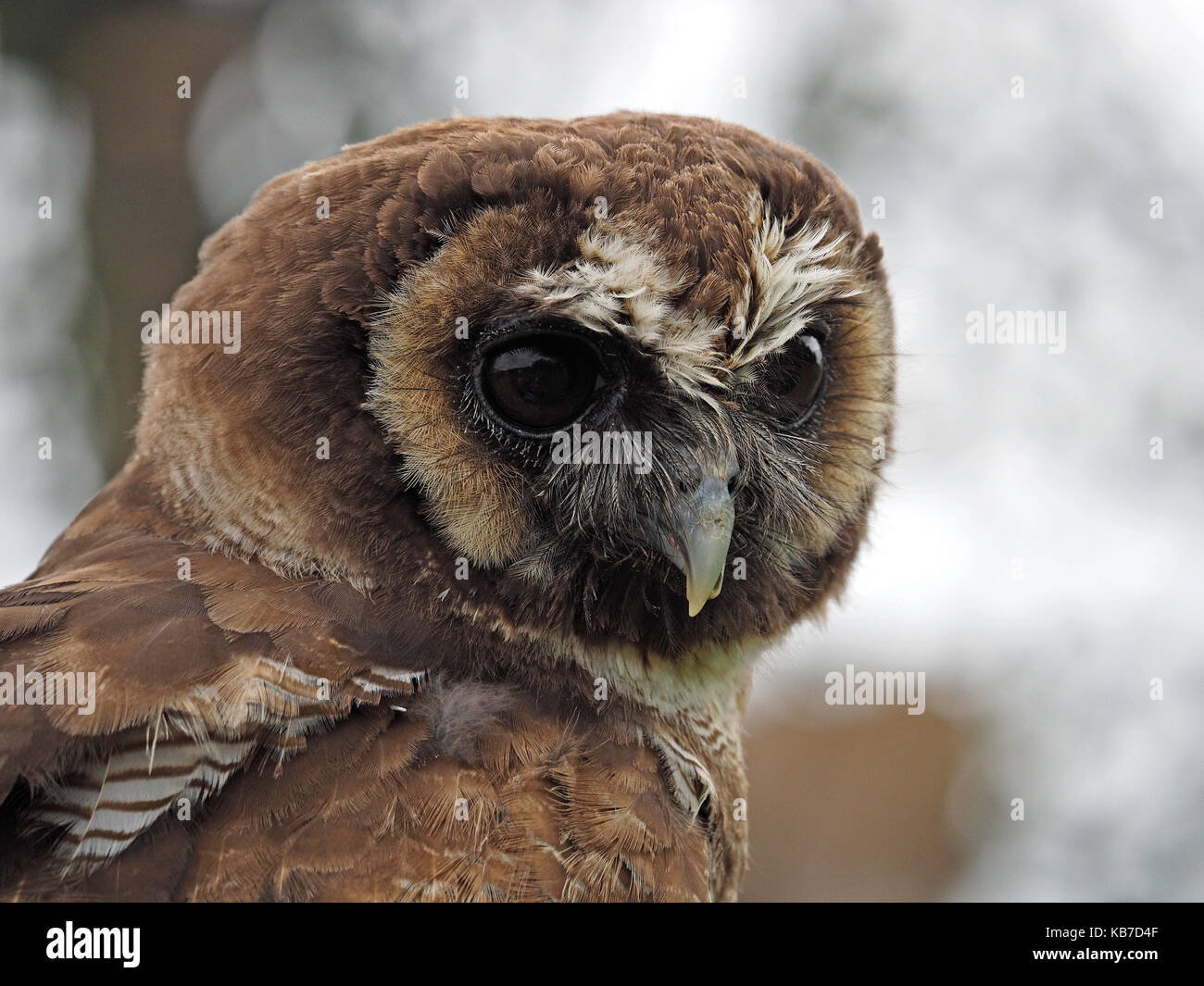 Captive Asian brown wood owl (Strix leptogrammica) at a falconry centre ...
