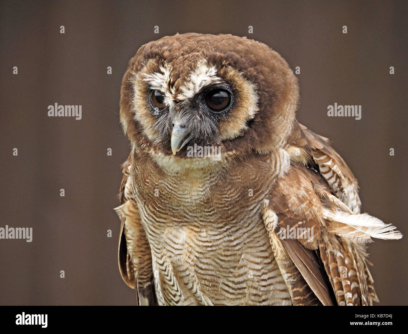 Captive Asian brown wood owl (Strix leptogrammica) at a falconry centre ...