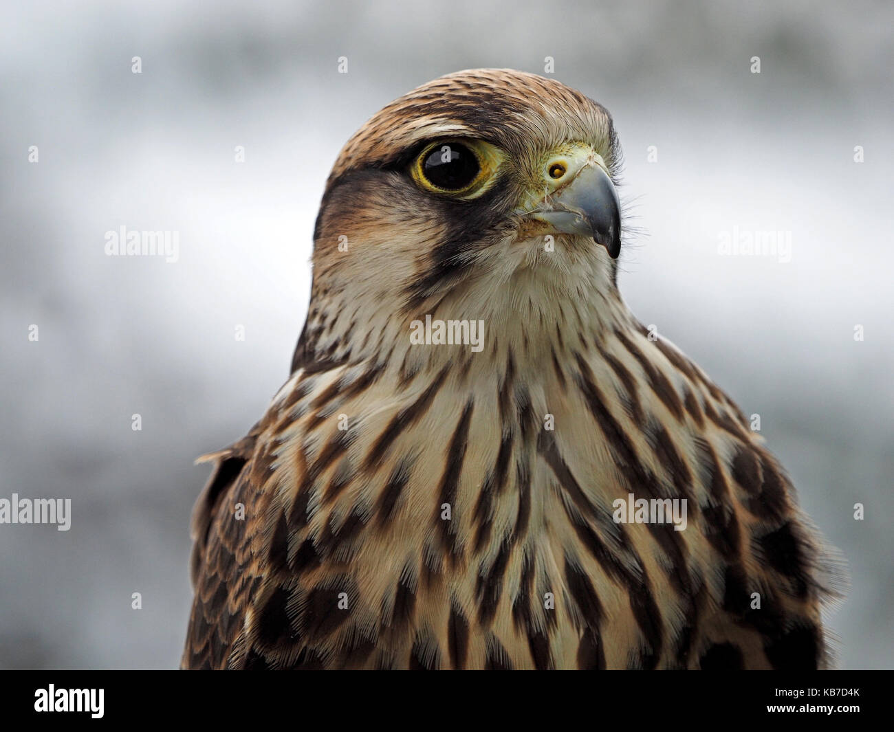 portrait of handsome captive Saker cross falcon with good feather ...