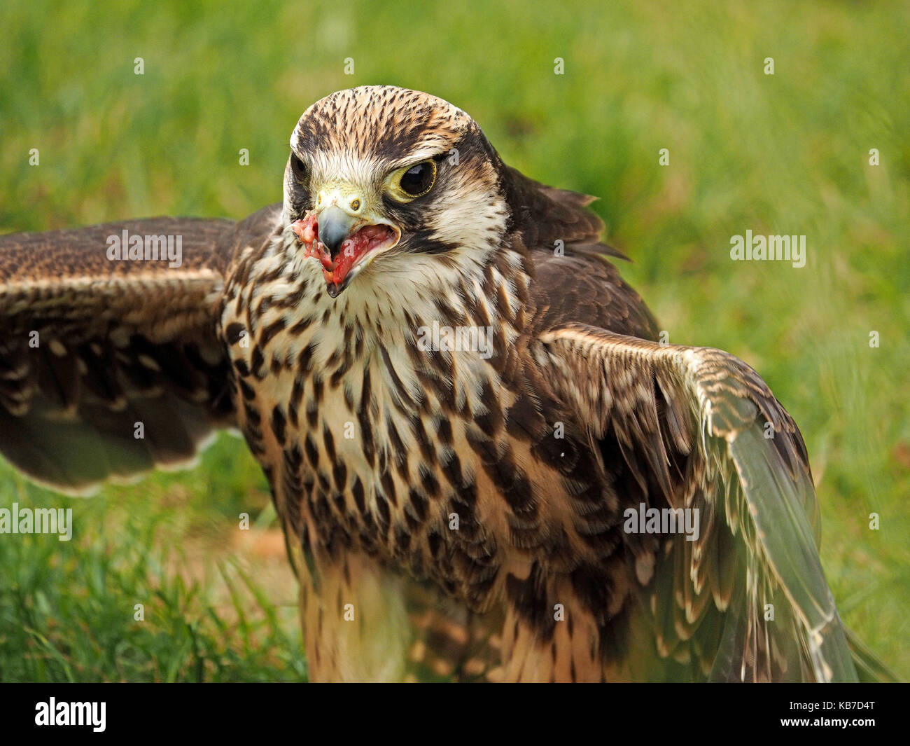 Captive Saker x falcon mantling to shield prey from other raptors at a ...
