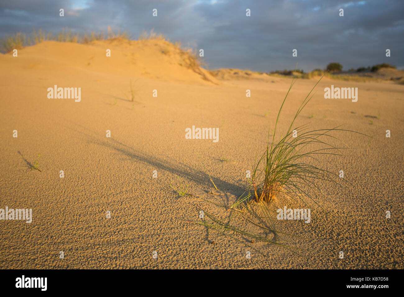 Grass growing on a dune, Lithuania, Klaipeda, Curonian Spit Stock Photo ...