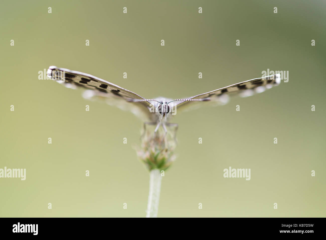 Chequered Blue Butterfly (Scolitantides orion) resting on a flower ...