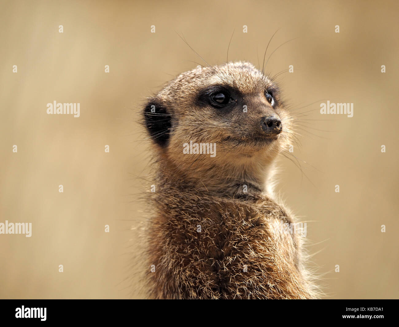 Meerkat snake hi-res stock photography and images - Alamy