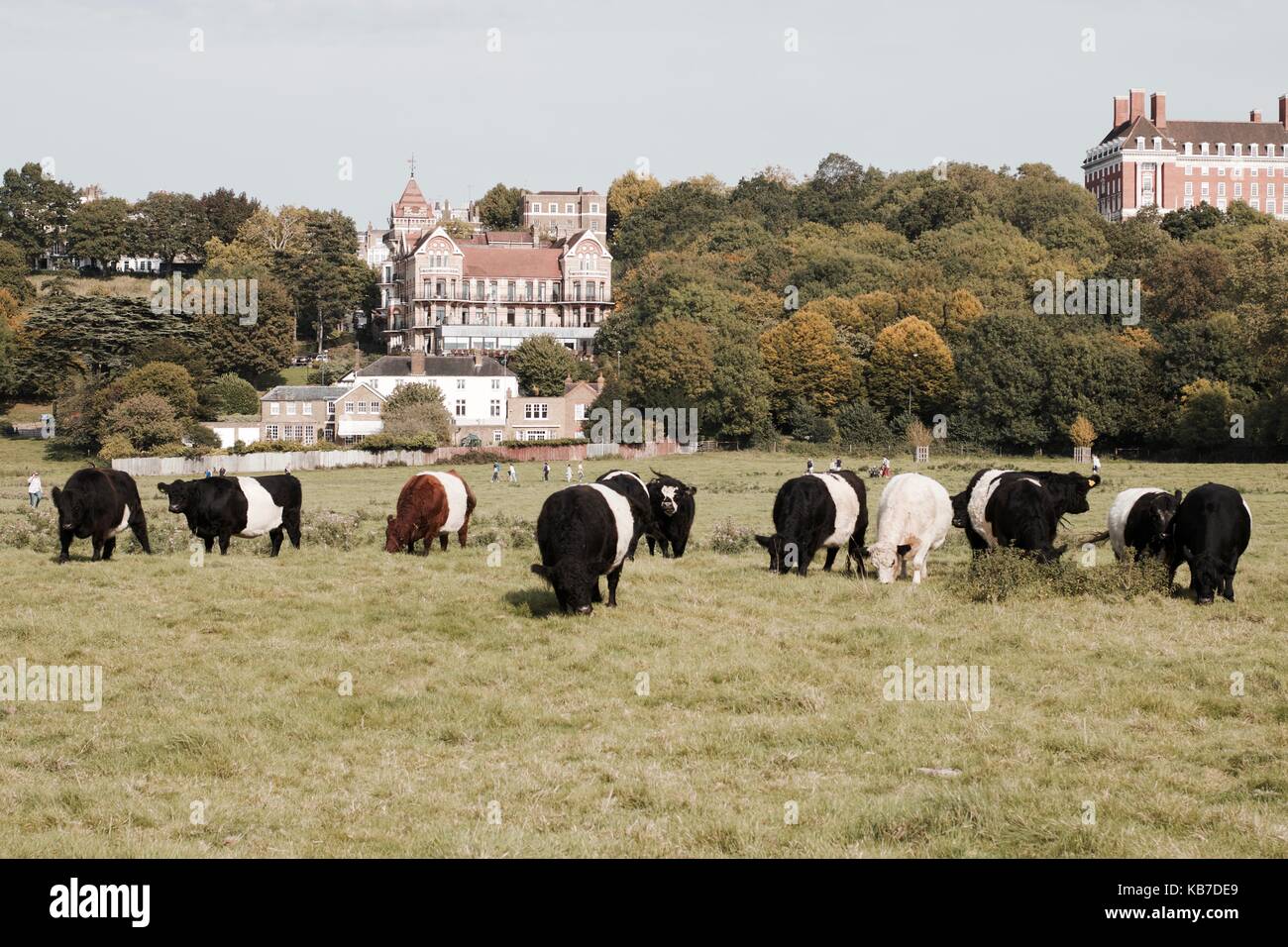 Cows in town centre on Richmond London. Nature in town concept Stock ...
