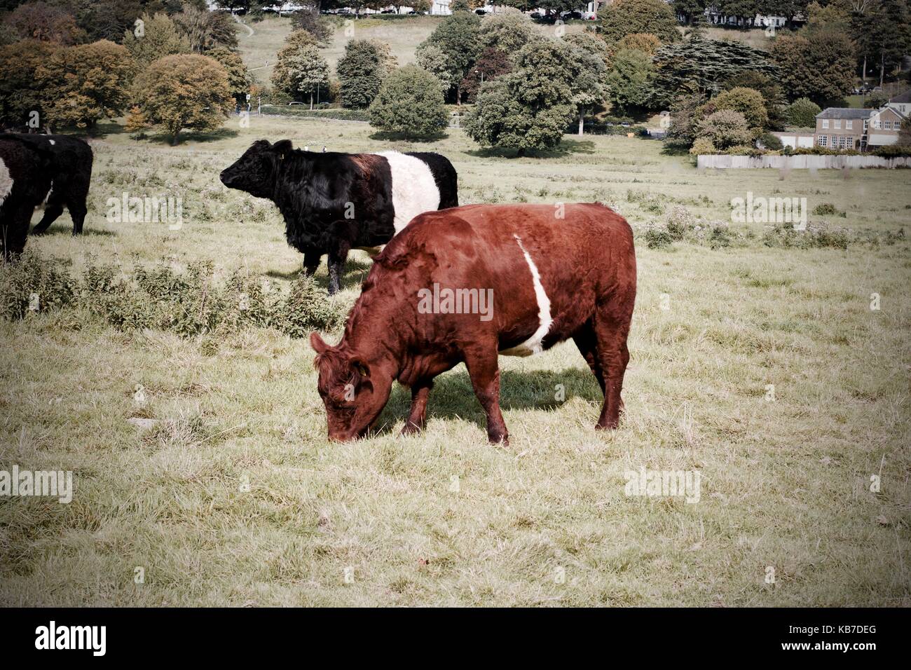 Cows in town centre on Richmond London. Nature in town concept Stock ...